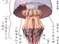 水母和海蜇是一样的吗_海蜇和水母区别