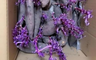 红薯长出了紫色的芽还能吃吗_红薯发芽变紫原因