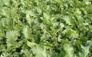 雪里红是芥菜吗_雪里红和芥菜的区别