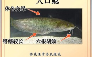 鲶怎么读_鲶鱼与鲇鱼区别