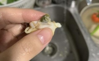 花甲怎么去内脏最快_花甲内脏清理技巧