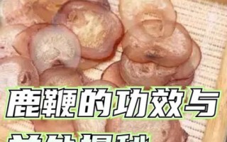 鹿鞭和鹿茸哪个壮阳好_男人吃哪个见效快