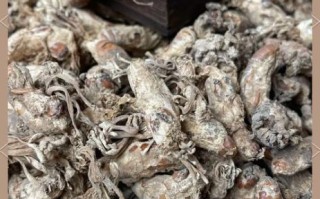 金蝉花怎么吃效果最好_金蝉花食用方法