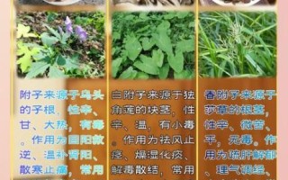 香附子图片功效与作用_香附子能治什么病