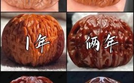 野生山核桃怎么盘_野生山核桃真假鉴别