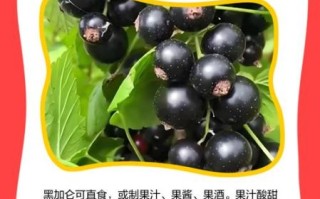黑加仑子的功效与作用_黑加仑子怎么吃最好