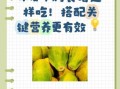 木瓜丰胸食谱怎么做_木瓜怎么吃才丰胸