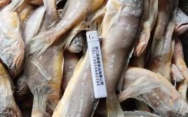 小黄鱼一斤多少条_小黄鱼一斤几条