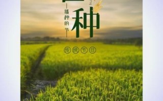 芒种吃什么食物_芒种养生吃什么