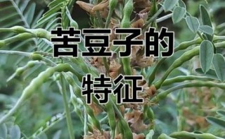 苦豆子图片_苦豆子长什么样