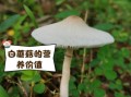 白色菇类有哪些_如何辨别可食用品种