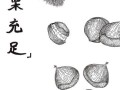 举个栗子图片怎么画_举个栗子简笔画教程