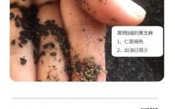 九蒸九晒黑芝麻丸骗局揭秘_如何辨别真假