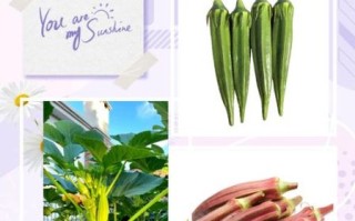 秋葵品种图片大全_秋葵品种怎么区分