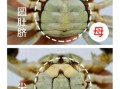 大闸蟹公蟹和母蟹的区别_如何一眼分辨