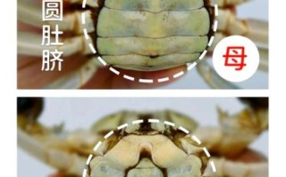 大闸蟹公蟹和母蟹的区别_如何一眼分辨