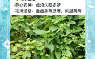 夜交藤的副作用有哪些_夜交藤长期吃会伤肝吗