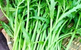 茼蒿是痛风的克星吗_痛风能吃茼蒿吗