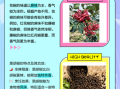 黑胡椒和花椒的区别_哪个更辣