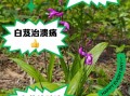 白芨的功效与作用_白芨的正确吃法