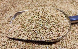 荞麦什么时候成熟_荞麦生长周期多久