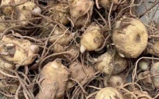 种植黄精一亩利润是多少_黄精种植成本与收益分析