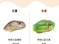 无毒蛇图片大全_无毒蛇怎么分辨