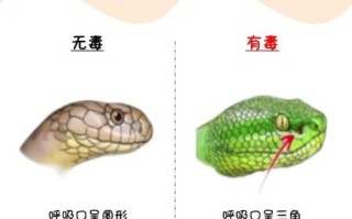 无毒蛇图片大全_无毒蛇怎么分辨