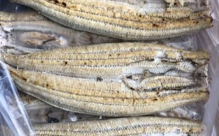 白鳗鱼多少钱一斤_白鳗鱼怎么做好吃