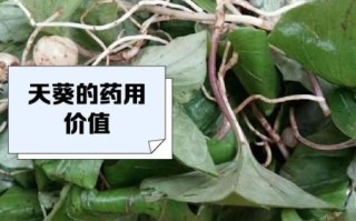 野生天葵的功效与作用_野生天葵怎么吃效果最好