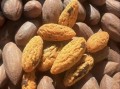 香榧子多少钱一斤_香榧子功效与作用有哪些