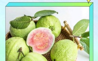 第一次吃番石榴怎么吃_番石榴怎么吃才好吃