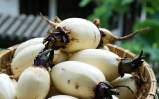 种植20亩莲藕要多少钱_莲藕种植成本预算