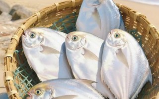 银鲳鱼多少钱一斤_银鲳鱼价格为什么差别大