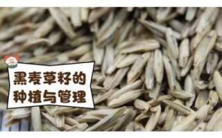 黑麦草种子多少钱一斤_黑麦草种子怎么种