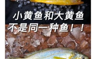 真假黄花鱼图片对比_如何一眼识别