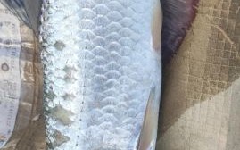 海鲢鱼长什么样_海鲢鱼图片怎么分辨真假