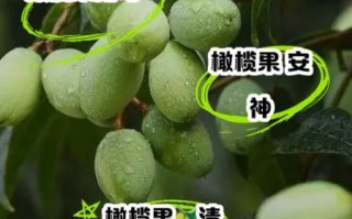 橄榄的功效与作用_橄榄果能多吃吗
