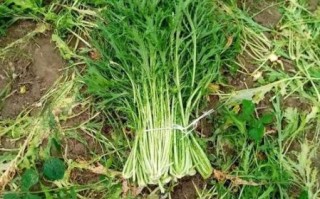 雪里红长什么样_雪里红高清大图哪里找