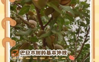 巴旦木树长什么样_巴旦木树图片怎么辨认