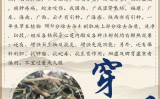 穿心莲的功效与作用_穿心莲的禁忌有哪些