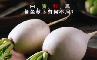 红皮萝卜和白萝卜的区别_哪个营养价值更高