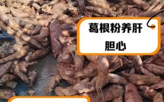 长期喝葛根粉的好处_葛根粉能天天吃吗