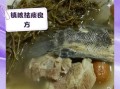 野葛菜煲生鱼的做法_野葛菜煲生鱼的功效