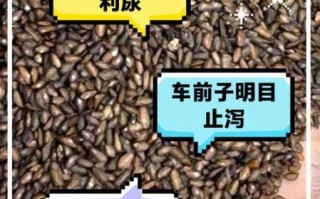 车前子泡水喝的功效与禁忌_车前子泡水喝的正确方法