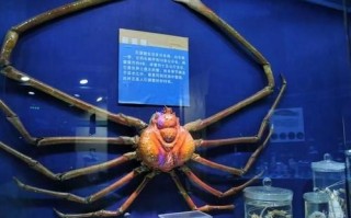 世界上最大的螃蟹有多大_巨型杀人蟹真实尺寸
