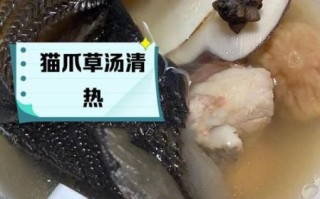 猫肉煲汤的做法大全_猫肉煲汤怎么做好吃