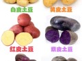 洋芋头和土豆一样吗_区别与营养价值