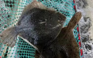 多宝鱼多少钱一斤_多宝鱼价格行情