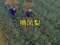 菠萝长在哪里_菠萝长在树上还是地上